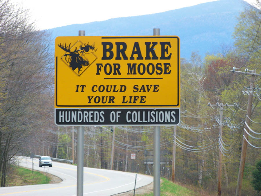 Kancamagus Highway Wildlife: Moose, Deer and Other Wildlife on the Kanc ...